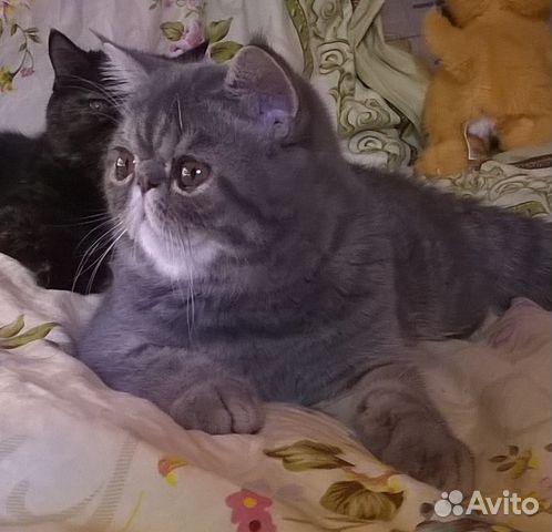Экзотический мраморный мальчик