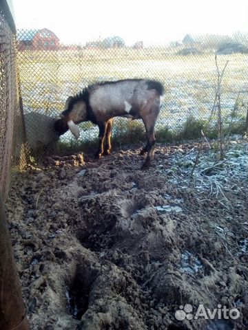 Нубийский козёл