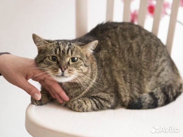 Кошечка Муся ищет дом