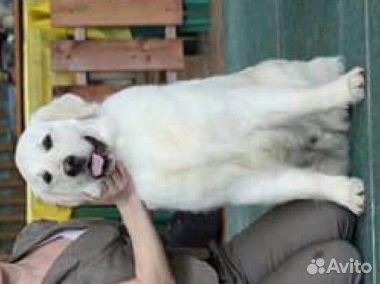 Кобель для вязки