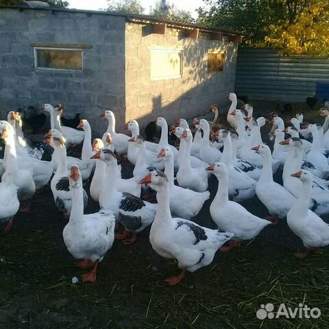 Гуси Холмогор, Линда