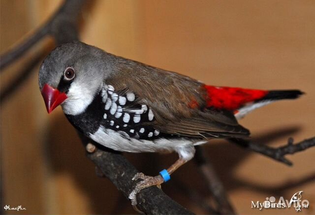 Бриллиантовый амадин