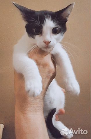 Крошка Молли - 3,5 мес, ищет Дом