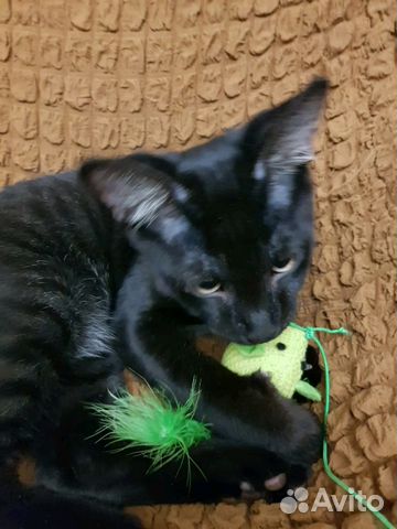Черный котенок редкой породы Чаузи ф1