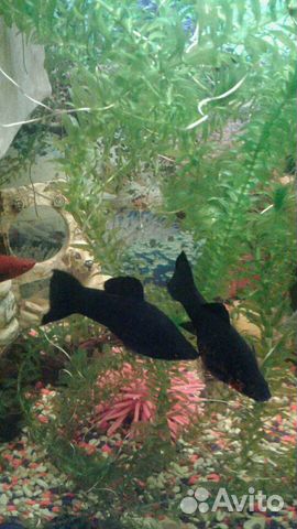 Мальки аквариумных рыб Моллинезии