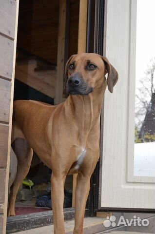 Подрощенный Щенок риджбека ждет своих мам-пап