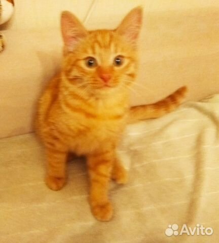 Котенок мальчик отдам