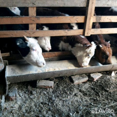 Продаются бычки