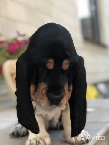 Щенок Бассет Хаунд