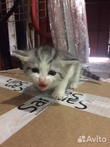 Кошечка малютка