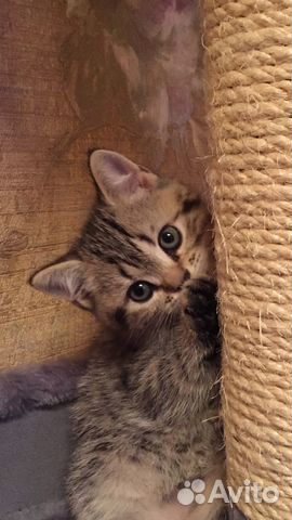 Котики- очаровашки