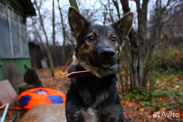 Плюшевый ушастик Мартин - в хорошие руки