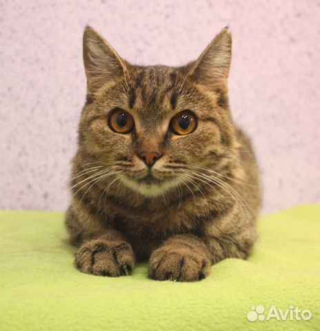 Кошке Марике очень нужен дом