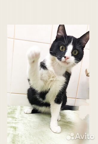 Кот со сломанной челюстью (поправился) в клинике