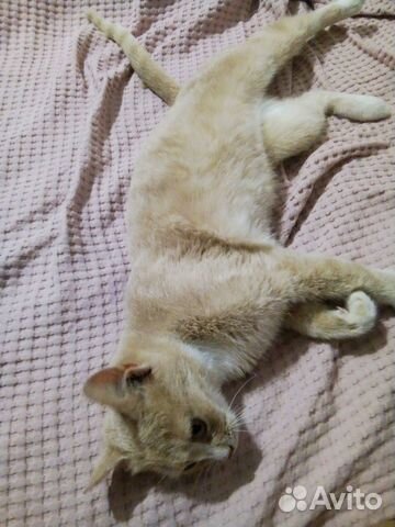 Кошка песочного окраса