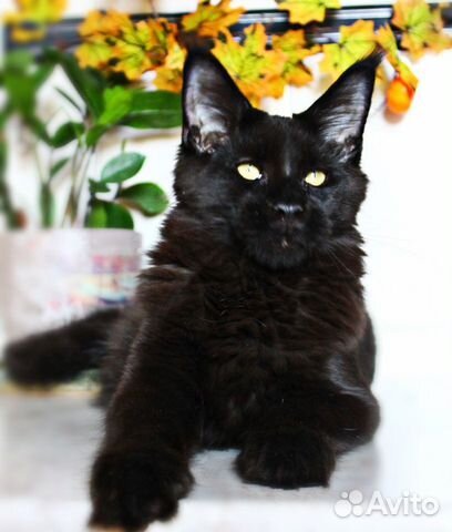 Элитные котёнок с документами