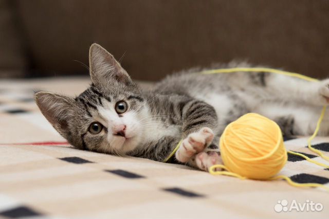 Котёнок Барт
