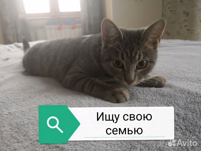 Кошечка-мурлыка ищет семью
