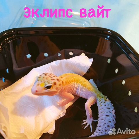 Эублефар