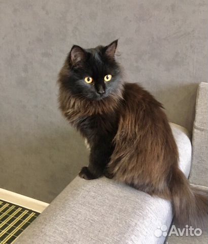 Отдам кошечку в хорошие руки