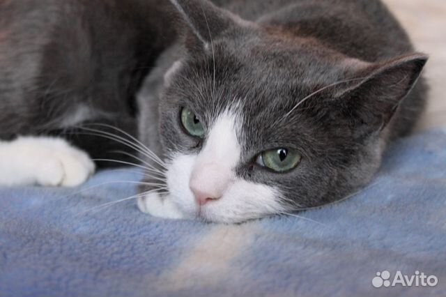 Уникальеая кошечка Селена в добрые руки