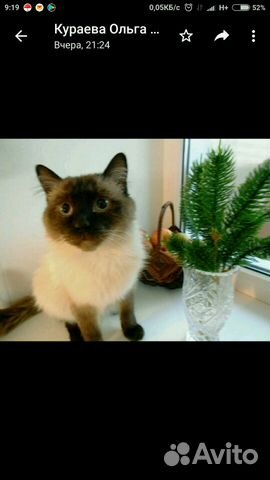 Балинез кот 1 год в добрые руки