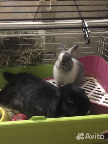 Декоративный крольчонок