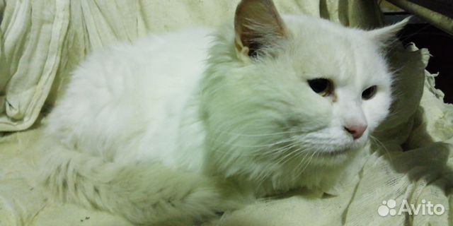 Кот ищет дом