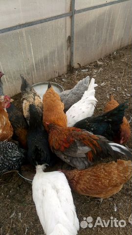 Петухи деревенские