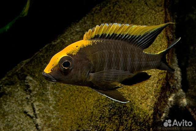 Продам аулунокар