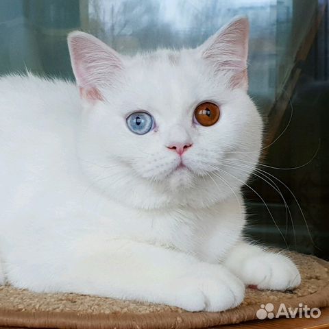 Британская кошечка, белая, 6 мес