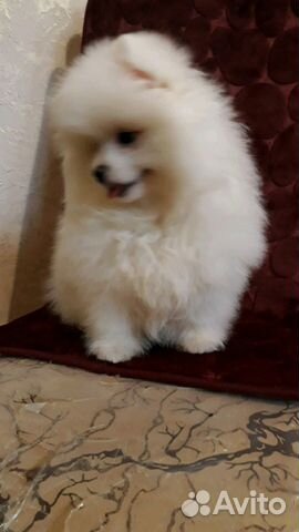 Мальчик умка 3 мес