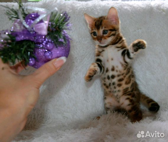 Ослепительно яркая и красивая бенгалочка