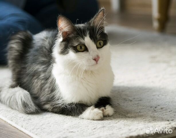 Красавица Белка