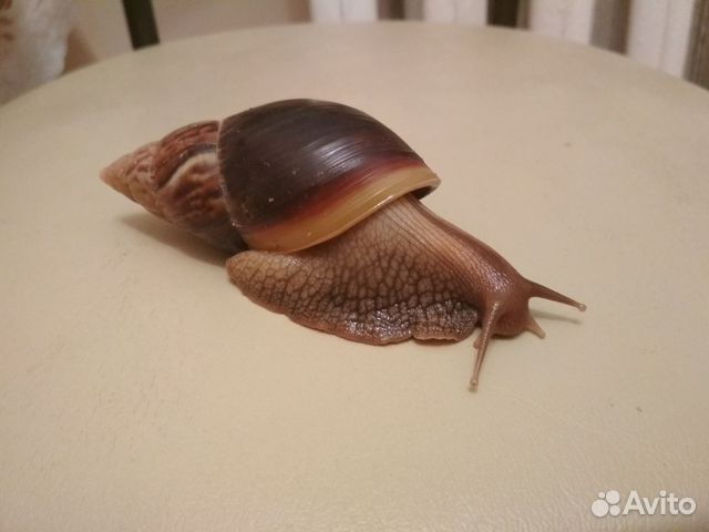 Улитка Ахатина