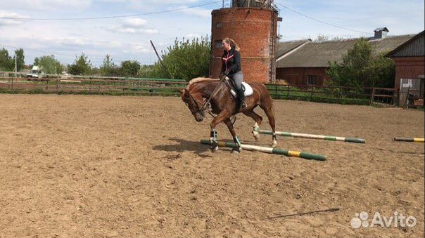 Сдается в аренду замечательная молодая кобыла