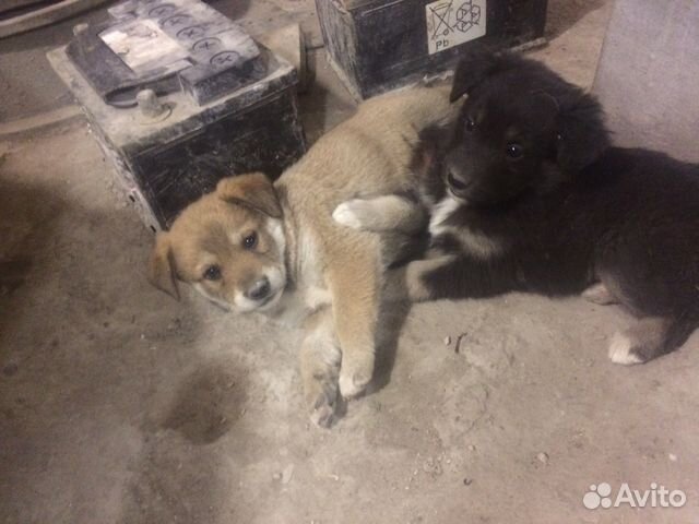 Отдам в добрые руки полу-породистый щенков