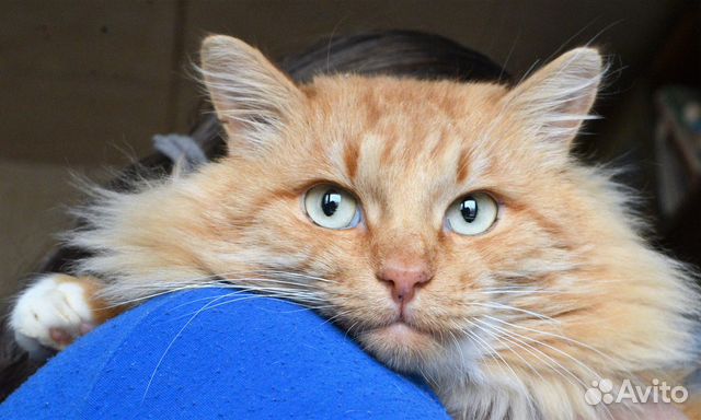 Уютный котик Лис ищет дом