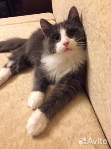 Сибирский Симба ищет заботливую семью