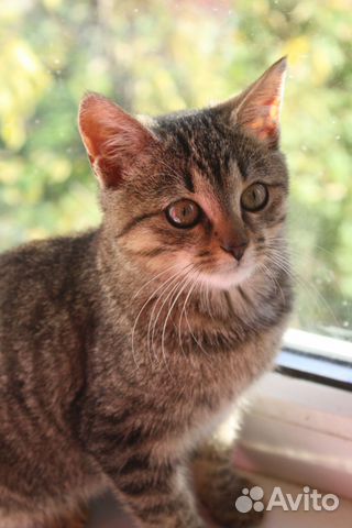 Кошечка, Ариша, 1 год, серенькая, полосатая