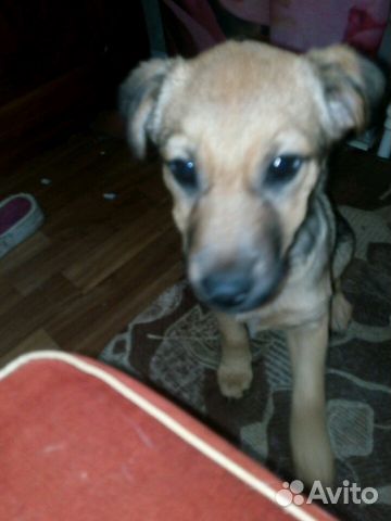 Фокс терьер