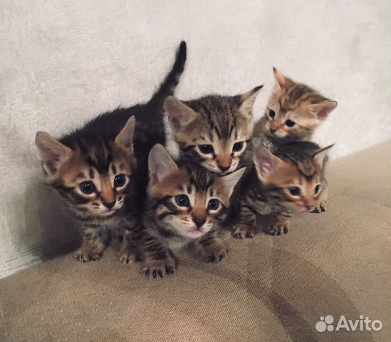 Полубенгалы, бенгальские котята