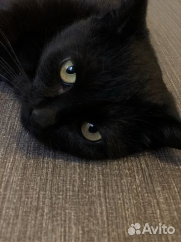 В добрые руки