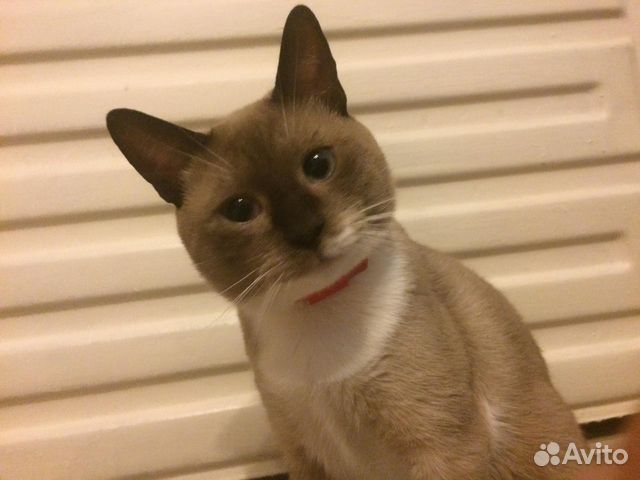 Тайский кот бесплатно