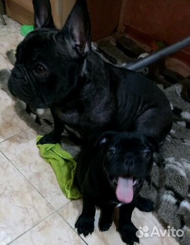 Продается шикарный щеночек, булька французик