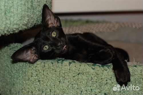 Ориентальные котята, чёрная девочка