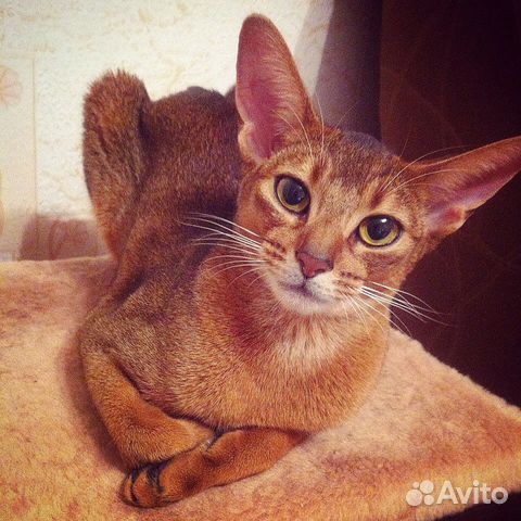 Абиссинка ждет кота на вязку