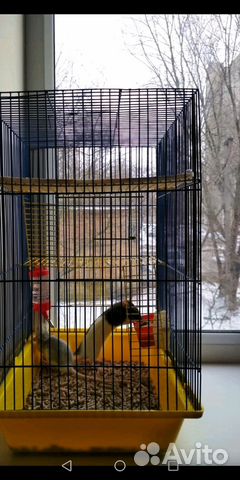 2 крысы породы Дамбо + клетка и аксессуары