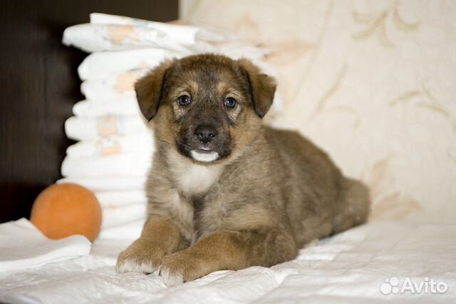 Каштанка ищет дом