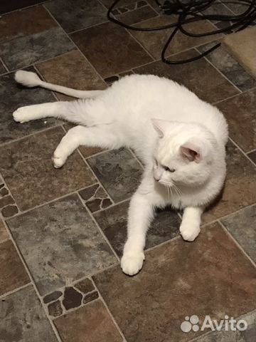 Турецкая ангора в добрые руки